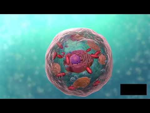 Cell structure & Function - An amazing HD and 3D Animated Video - YouTube