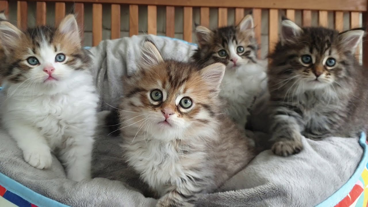 Bubbles' kittens Oct 2020 - YouTube
