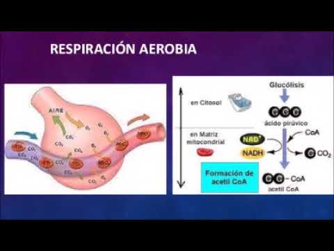 Respiracion anaerobia y aerobia samuel david uribe melo 7'1 - YouTube