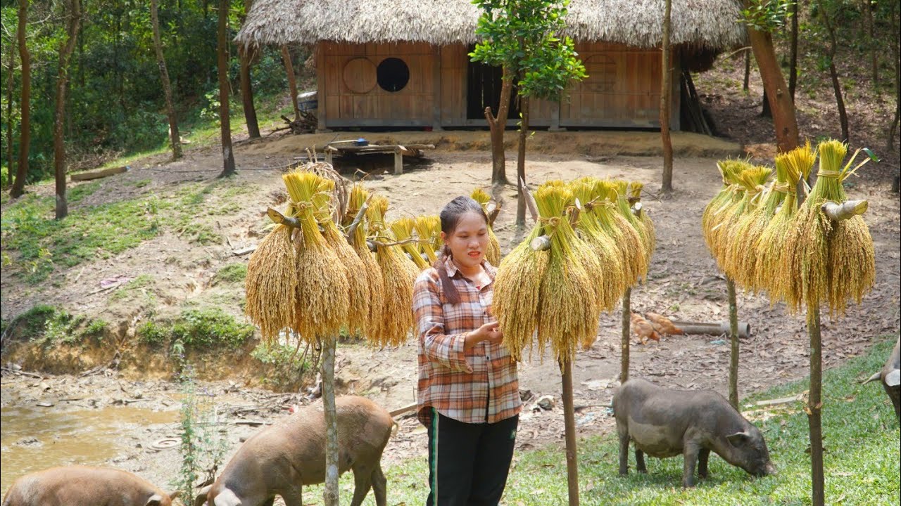 Farm care and rice preservation. farm life - YouTube