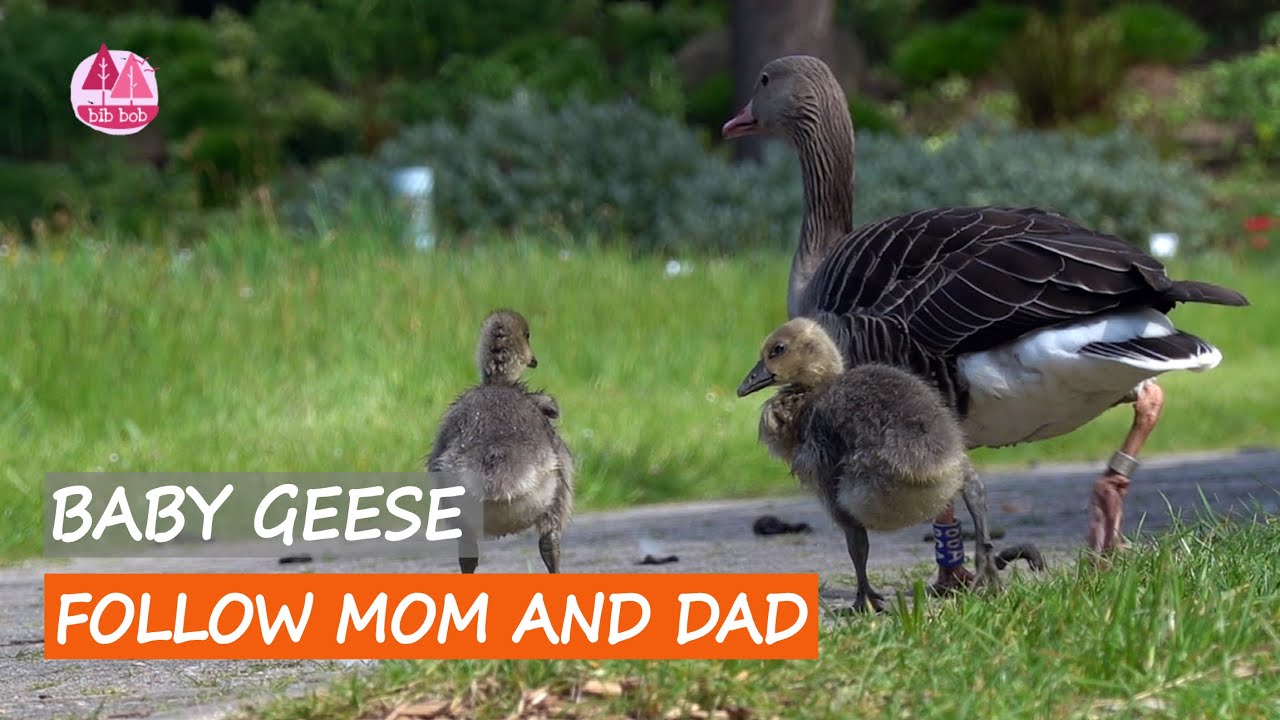 baby geese follow mom and dad | gosling,gans,badi,boboc,гусёнок,gansje ...