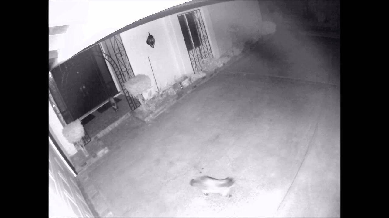 Raccoon chasing a skunk - YouTube