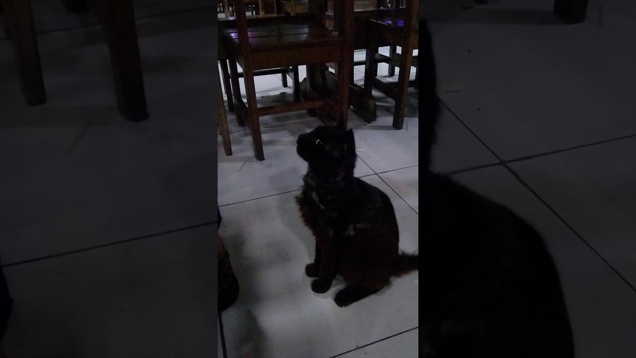 Gato pedindo comida. Muito lindo! - YouTube