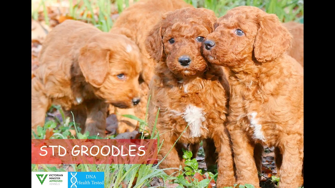 Standard Groodle PUPPIES#Chevromist - YouTube