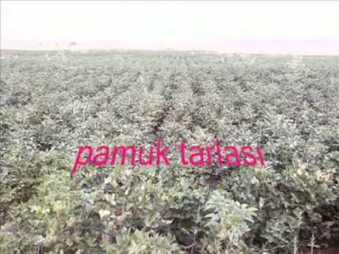 elifli aşık mustafa güzel güzel dedi rumkale2727