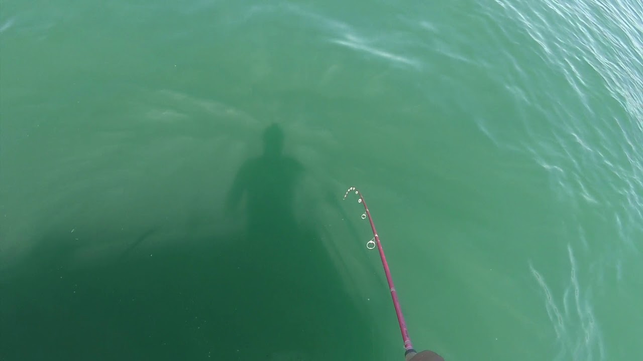 How To - Salmon Mooching California - YouTube