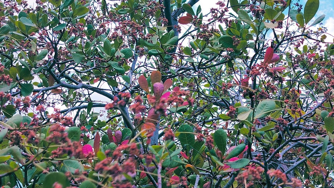 Kaju Ka Ped - YouTube