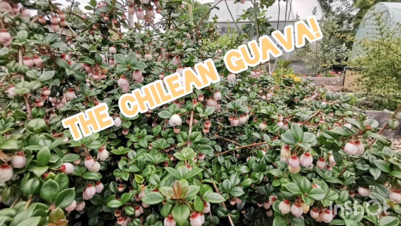 Introducing the Chilean Guava! - YouTube