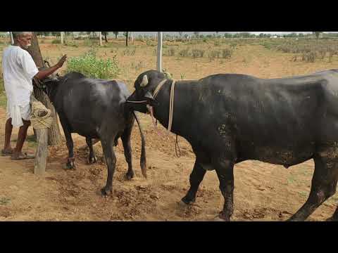 Amazing Bull Buffalo Mating Video - YouTube