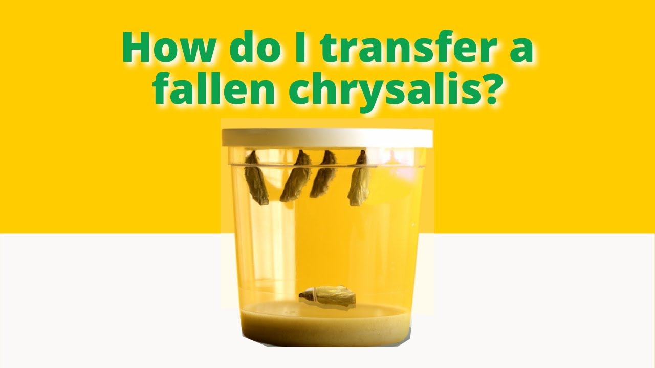 How do I transfer a fallen chrysalis? - YouTube