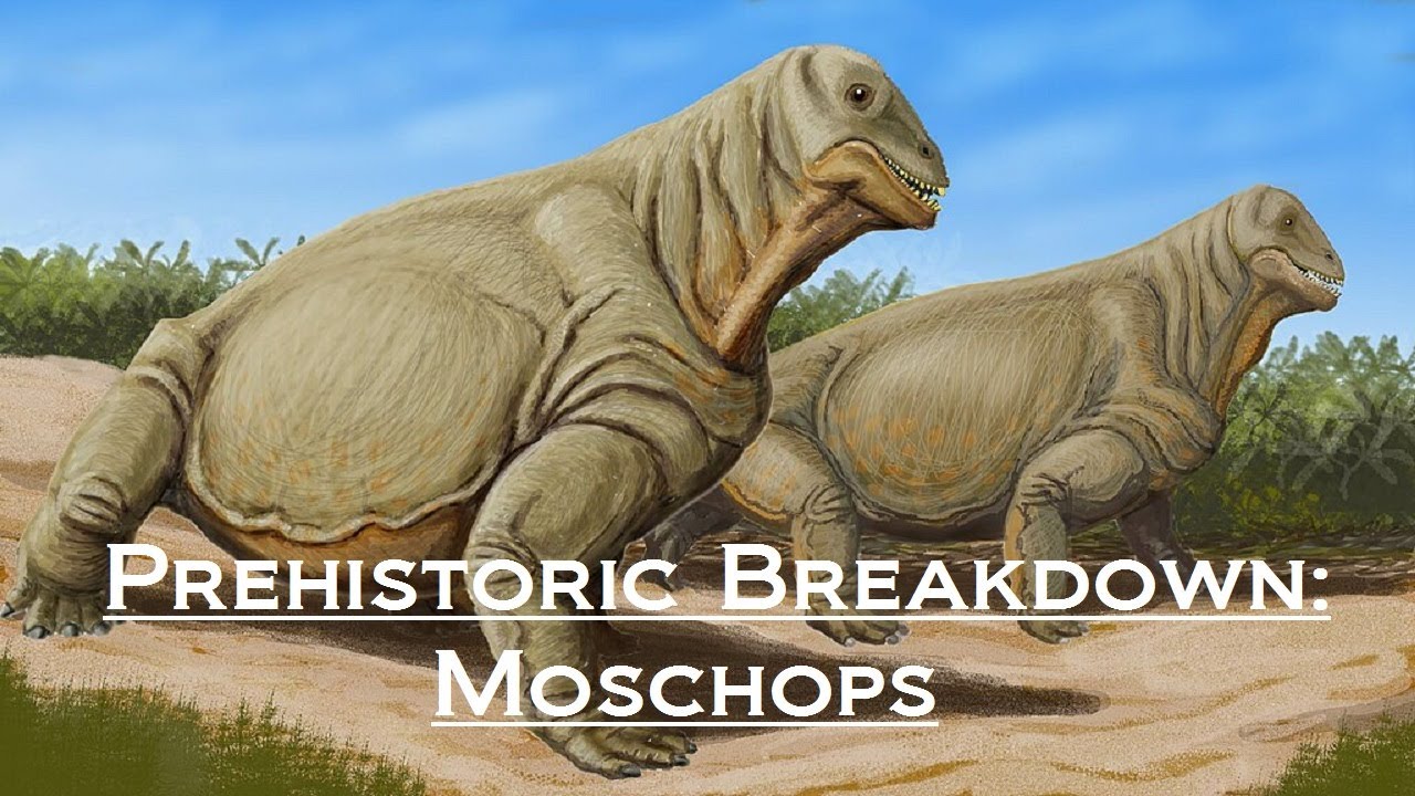 Prehistoric Breakdown: Moschops - YouTube