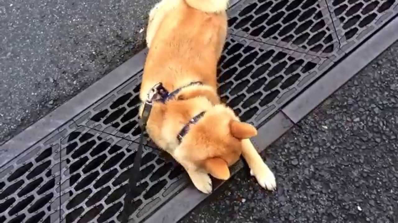 雨なのに地面に転がる。柴犬の子犬どんぐり To roll on the ground Even though rain. Puppy ...