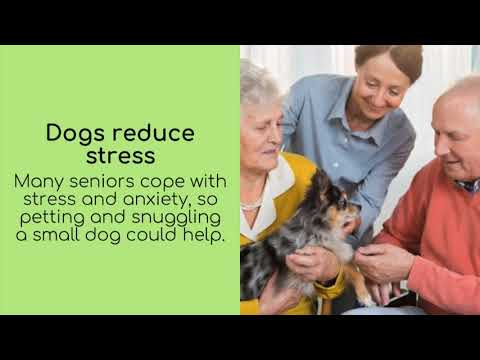 Pauley's Pups - Why Seniors Should Get a Toy Dog Breed