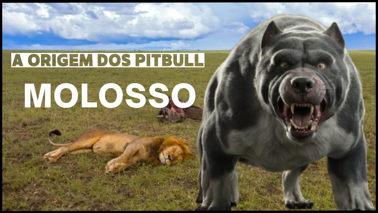 Molosso A origem do PITBULL - YouTube