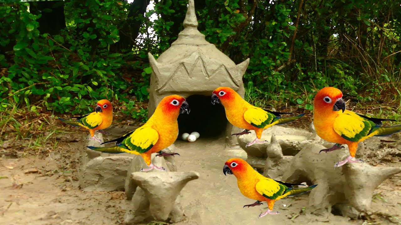 build a house for parrots by using dig a mound part1 - YouTube