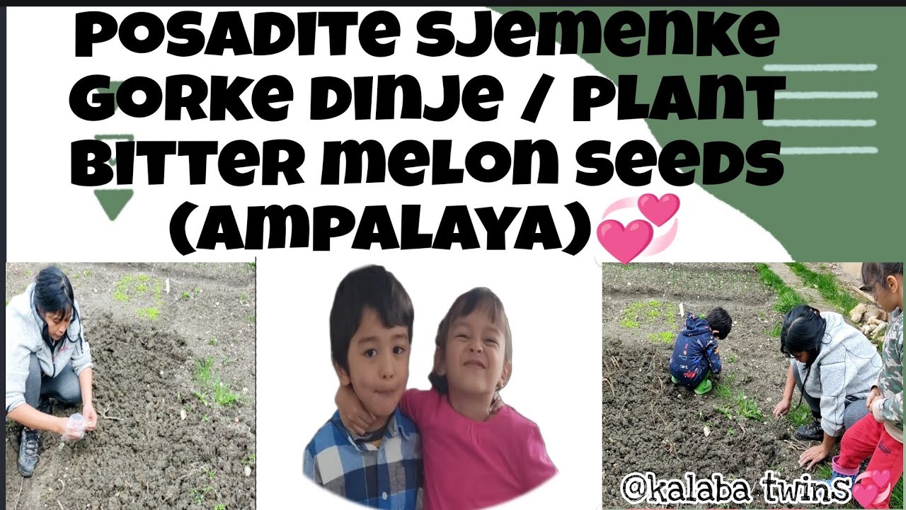 Posadite sjemenke gorke dinje /plant bitter melon seeds #gardeningtime ...