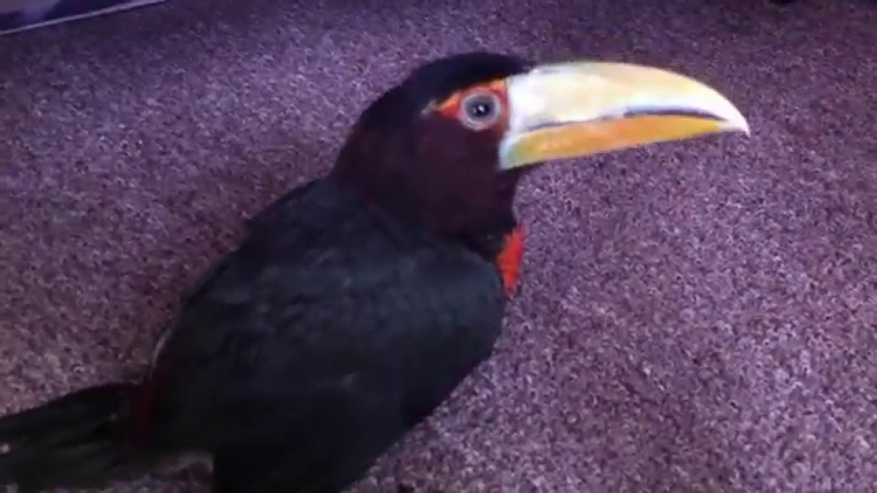 Playtime with Baby Aracari - YouTube