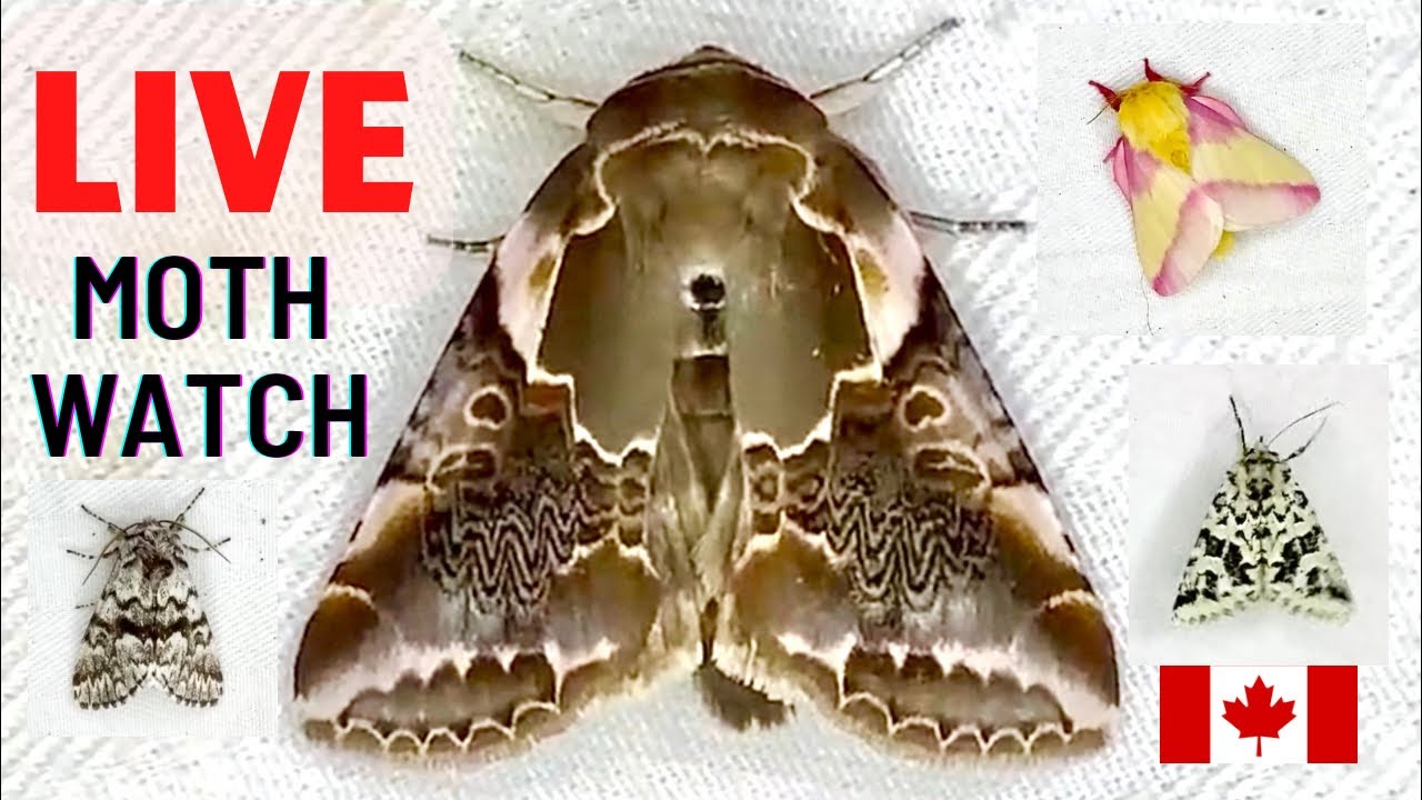 MOTH WATCH Cam Stream at our lights in New Brunswick, Canada ...