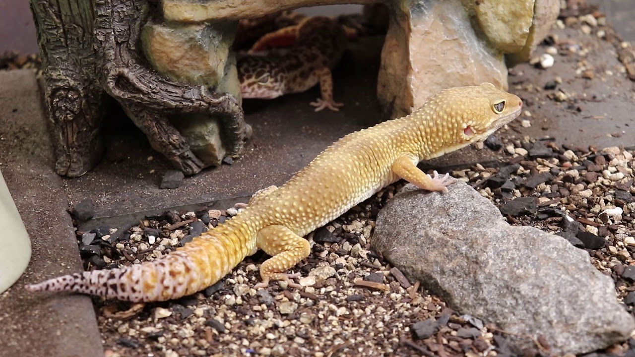 Leopard Gecko - YouTube