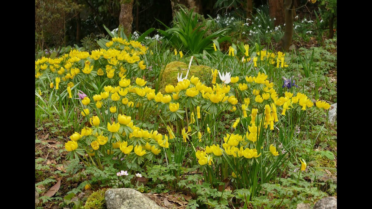 Bulb Log Video Diary 22 March 2024 - YouTube