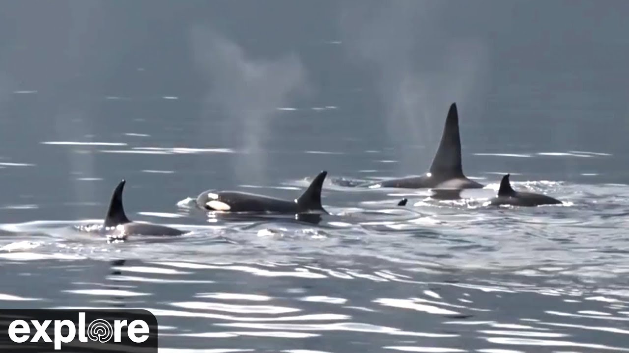 Beautiful Orcas Swimming in British Columbia - YouTube