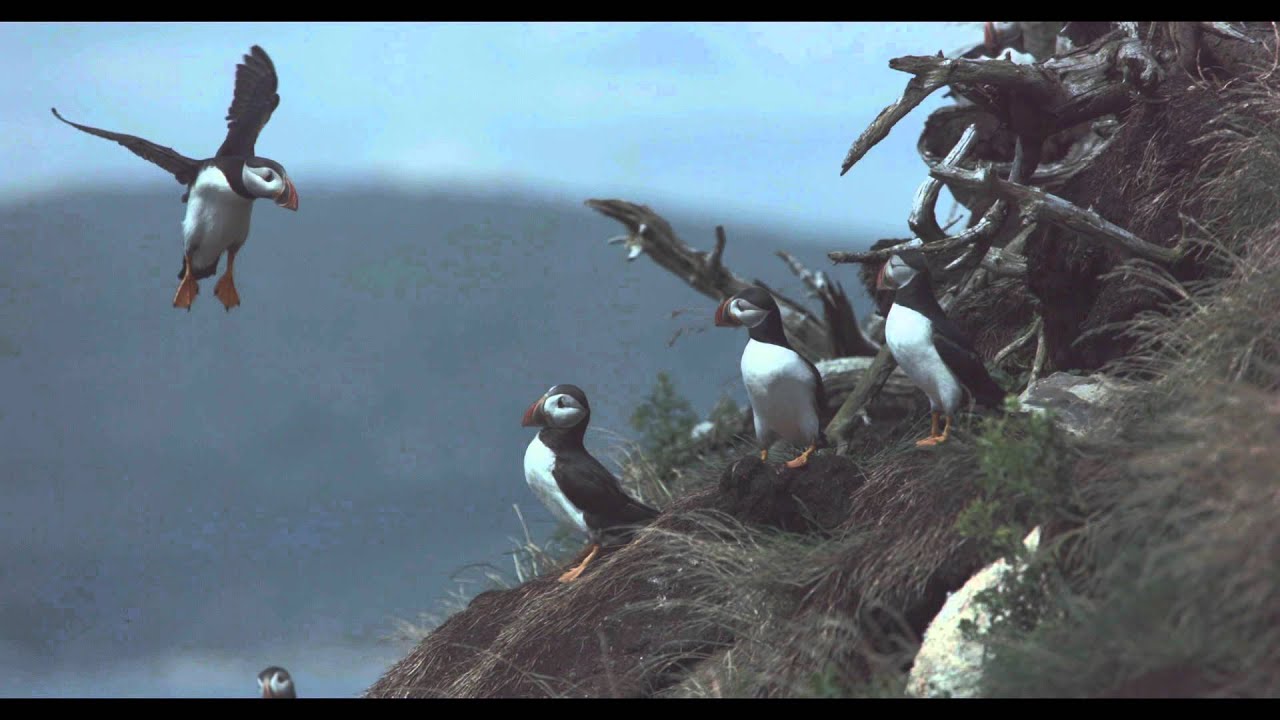 Puffin landing - YouTube
