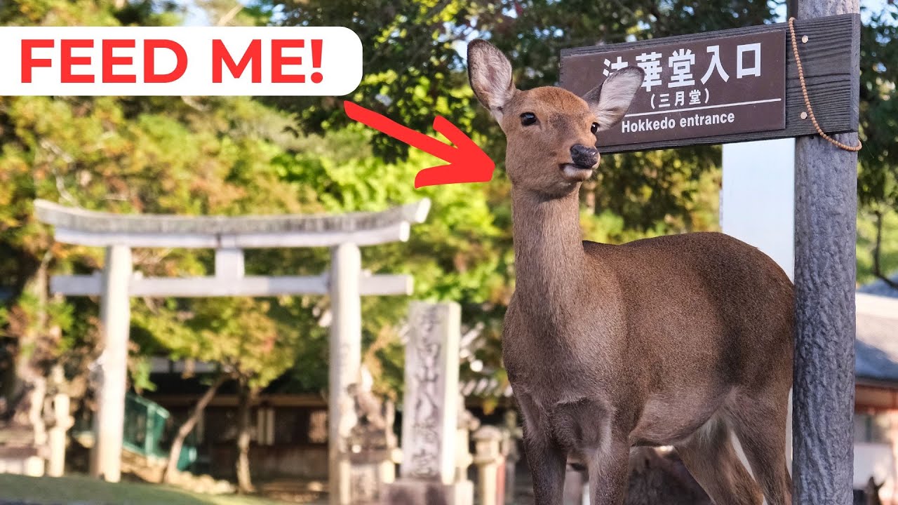 Nara Day Trip From Osaka | Nara Deer Park, World Heritage Temples and ...