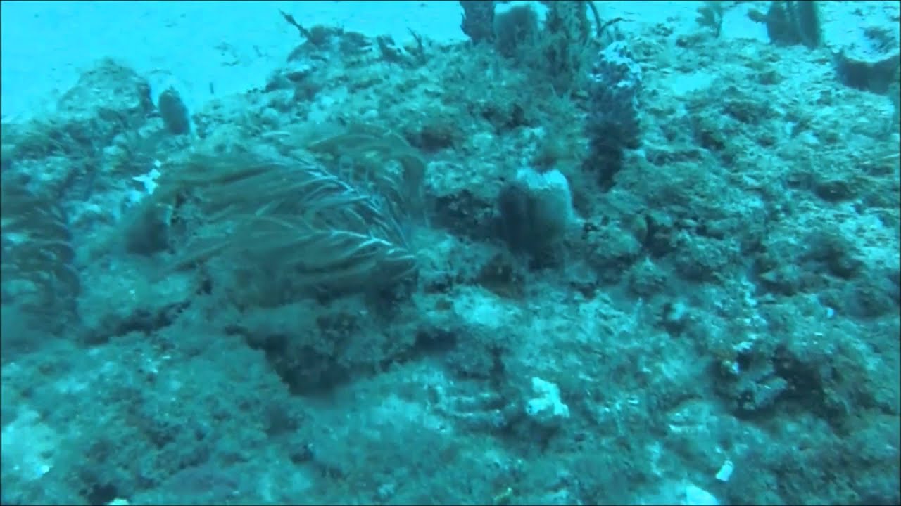 Lobster Hunting in West Palm Beach - YouTube