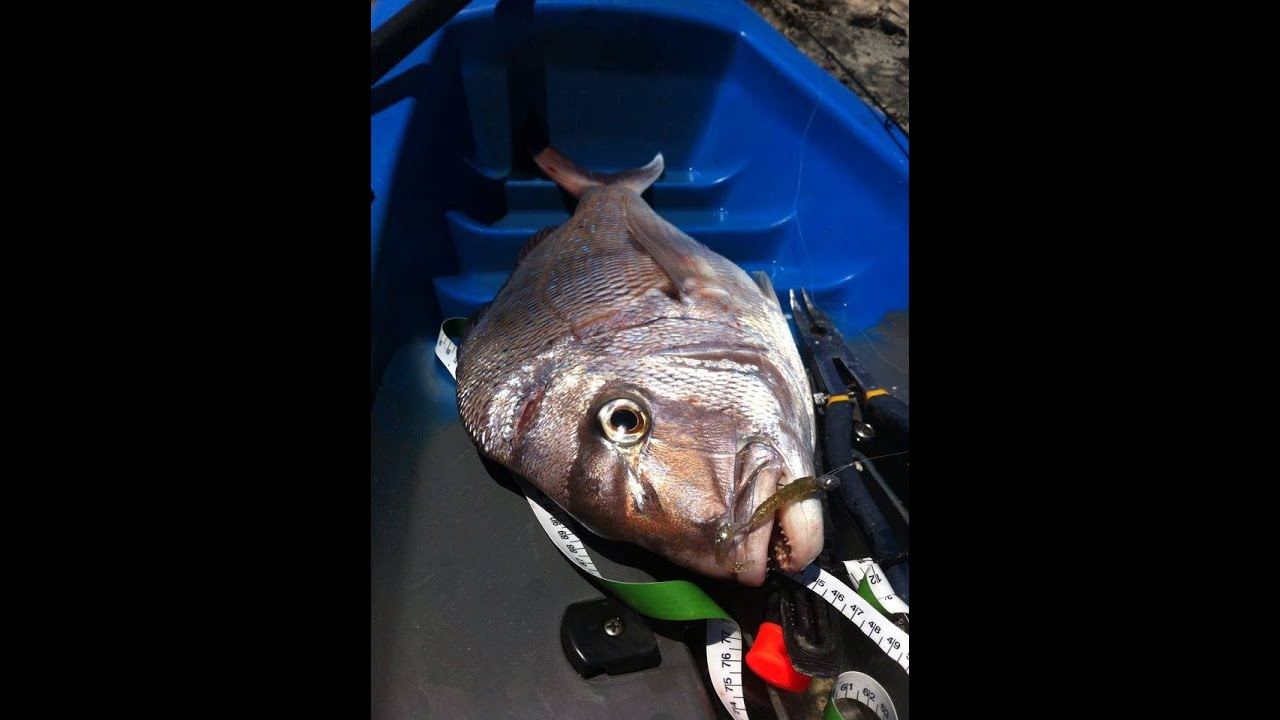 Pink Snapper on 4lb from the kayak! - Perth Metro - YouTube