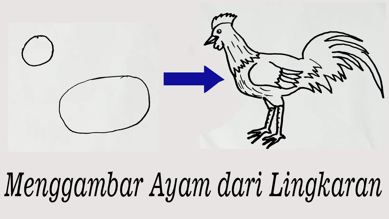 CARA MUDAH MENGGAMBAR AYAM - YouTube