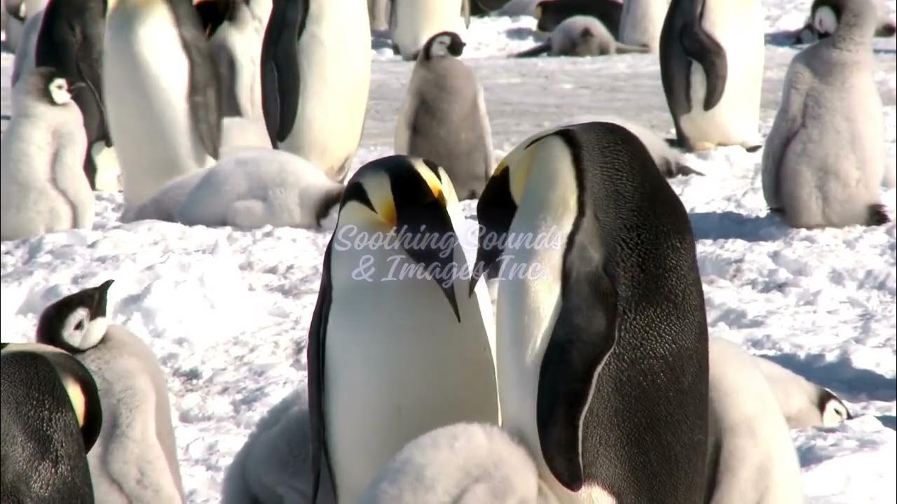 Penguins Part 1 - YouTube