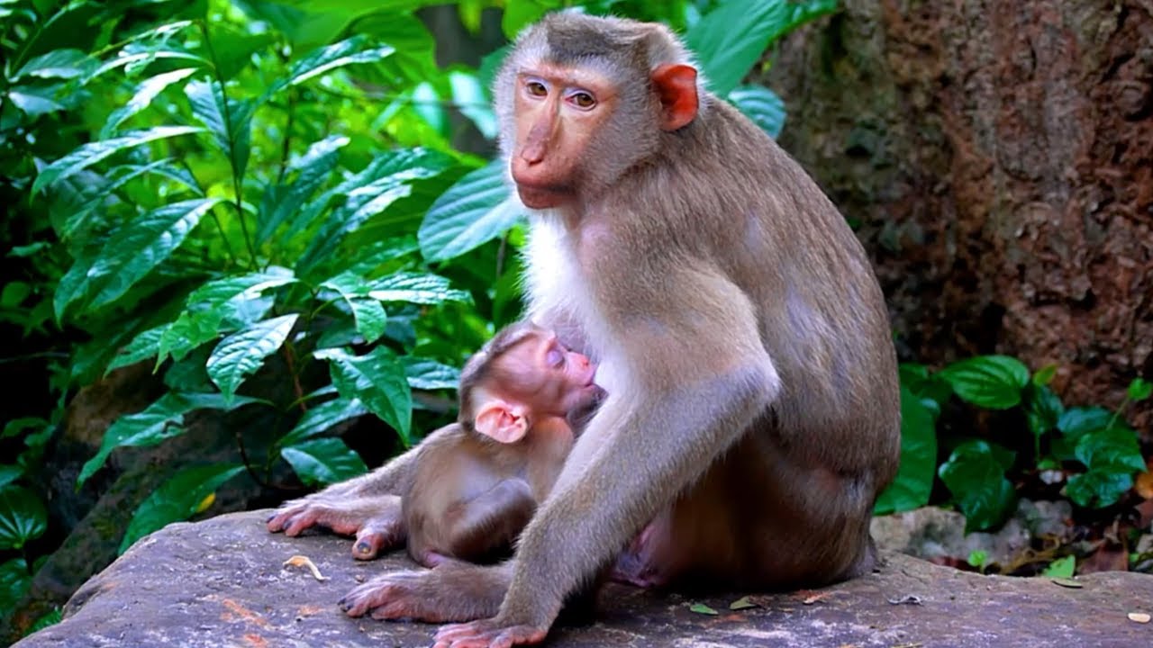 Mother monkey Julie has found a beautiful place to feeding milk to her ...