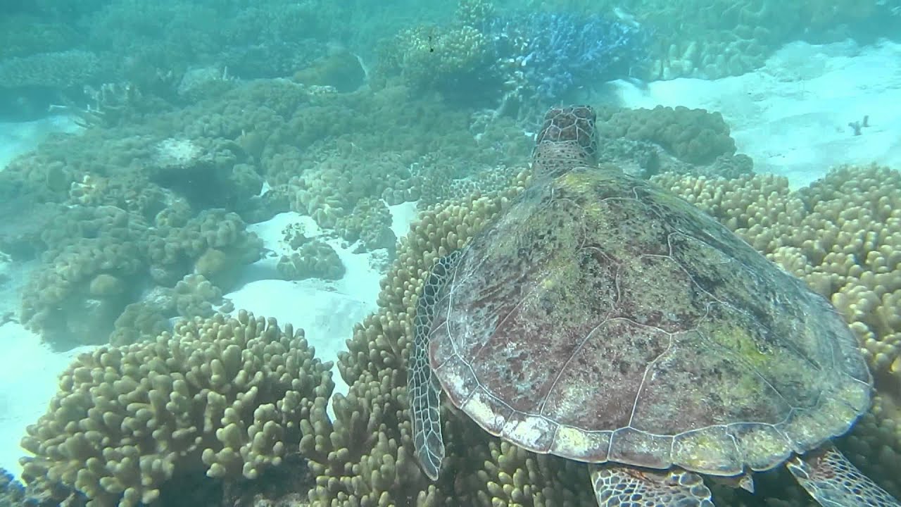 Swimming with a turtle at Mackay reef (from Cape Tribulation with Ocean ...