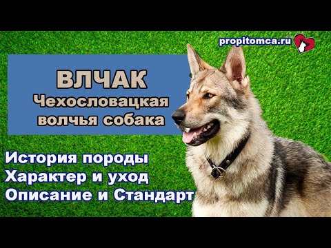 Чехословацкий влчак - описание чехословацкой волчьей #породы собак