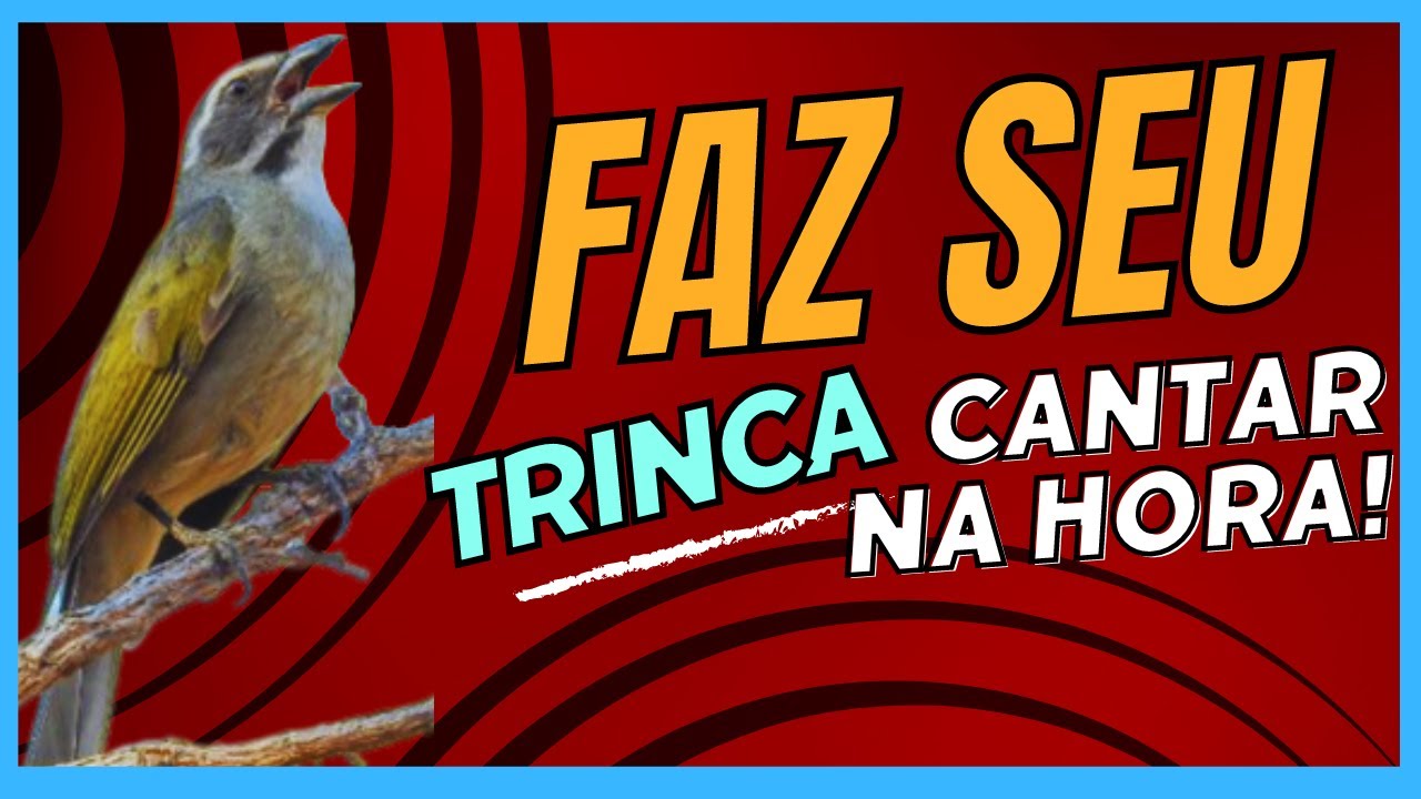 FAZ CANTAR NA HORA!! 🟢 TRINCA FERRO CANTANDO 🔥 ESQUENTAR TRINCA FERRO ...