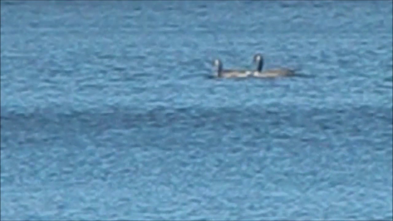 Canada Geese Mating Ritual???? - YouTube