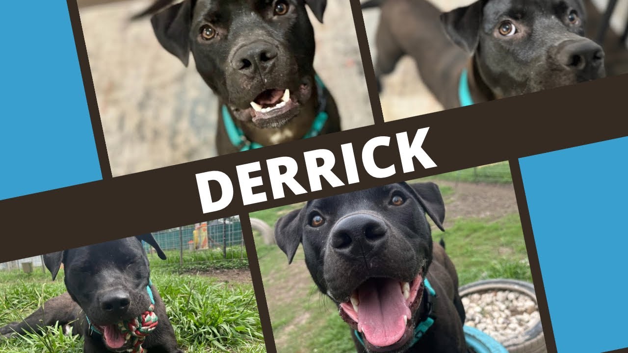 Derrick is the literal dream puppyL: smart, loving and friendly! - YouTube