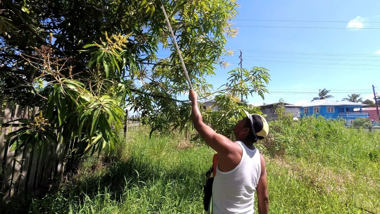 Picking Mangoes, East Coast Demerara Guyana. - YouTube