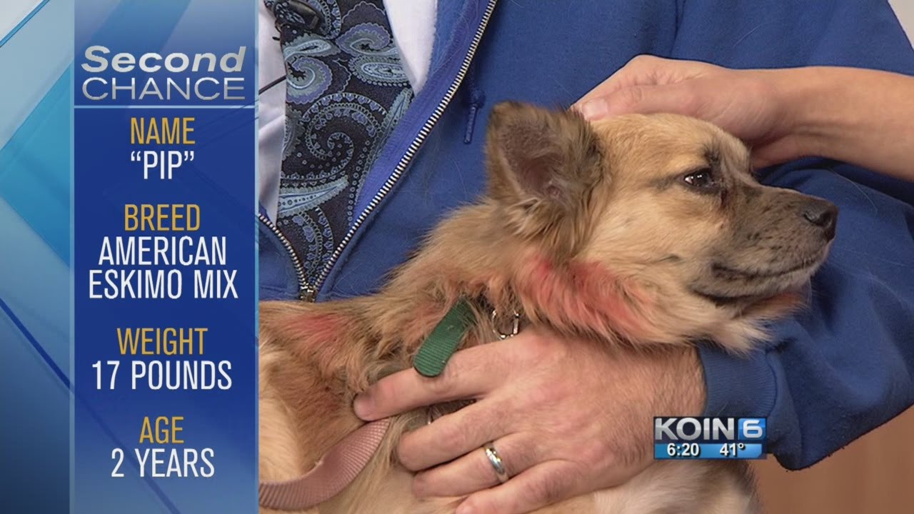 Second Chance - "Pip" December 3, 2014 - YouTube