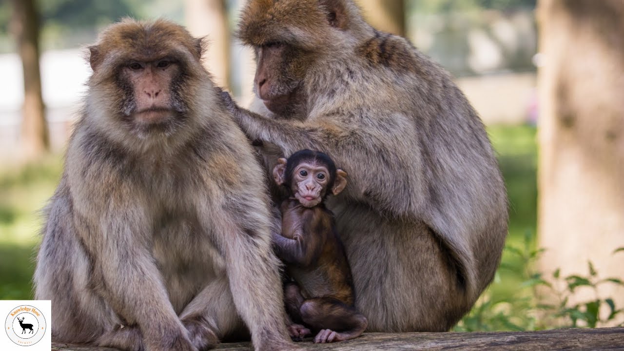Macaque Monkey - Most Wide Spread Primate Genus Apart From Humans - YouTube