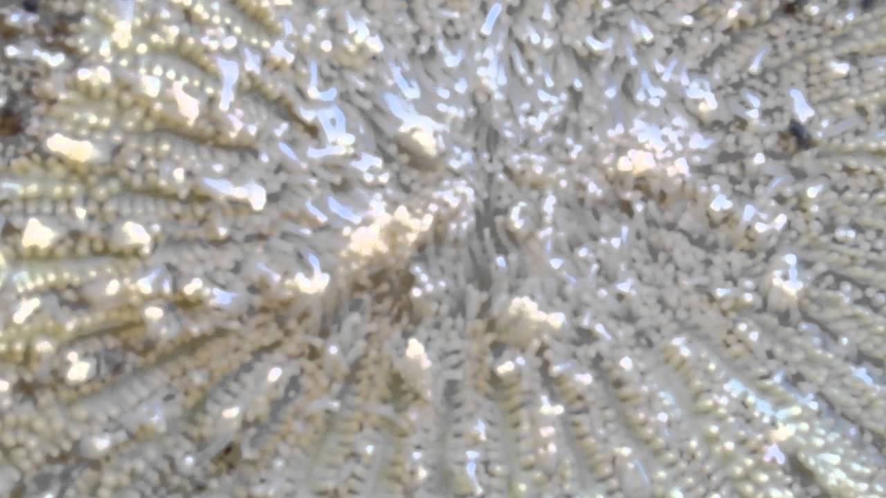 Sol de mar (Heliaster helianthus) - YouTube