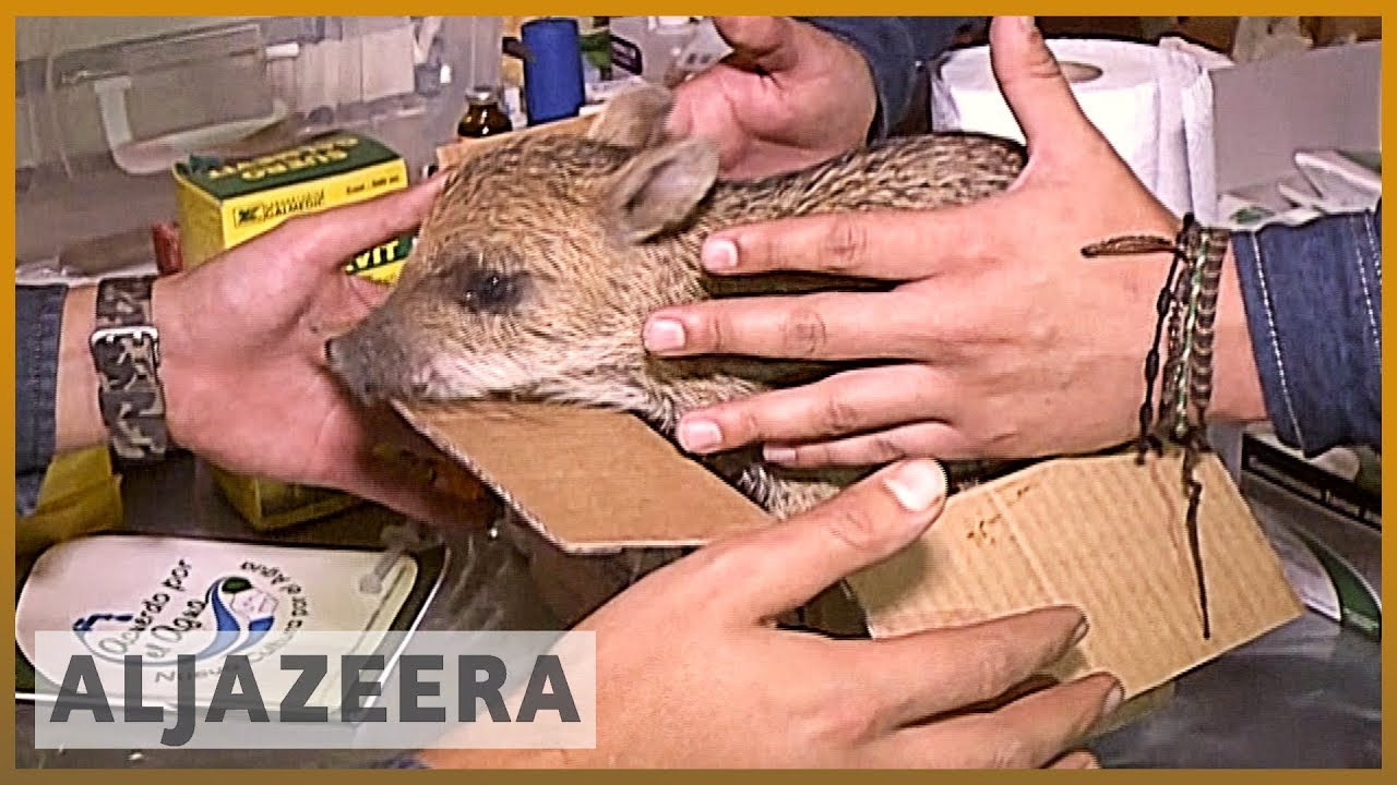 Bolivia volunteers brave wildfires to save animals - YouTube