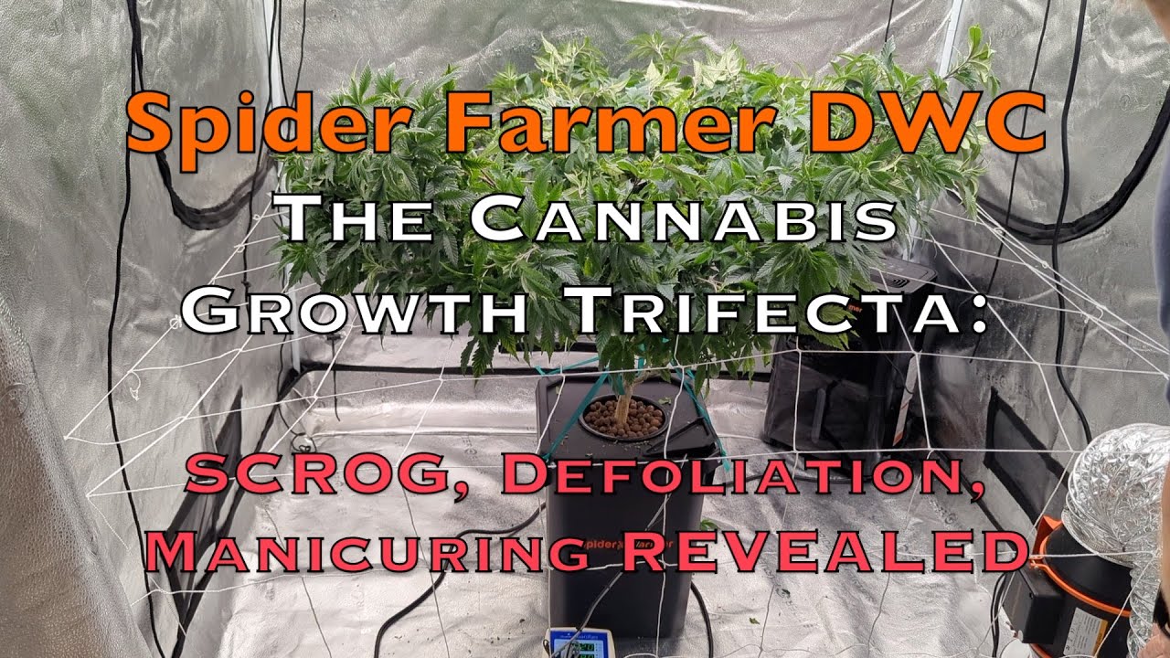SCROG Defoliation & Manicuring for HUGE Cannabis Growth! Massive Plants ...