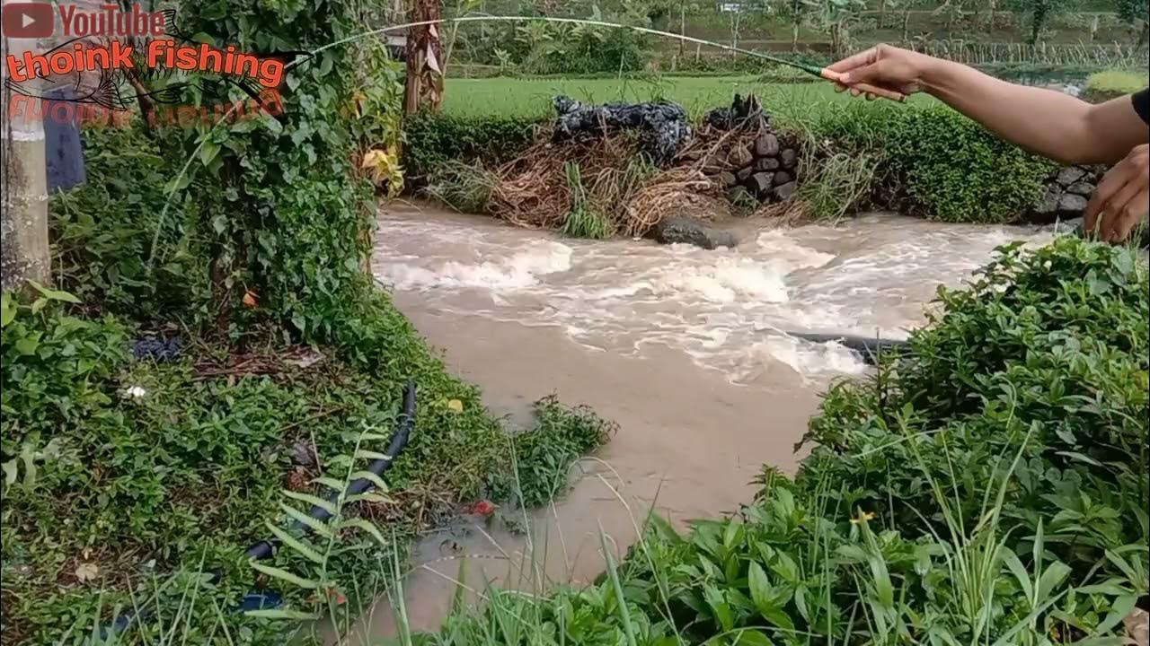 macing wader!!mancing wader sesudah ujan asli gacor!!? - YouTube