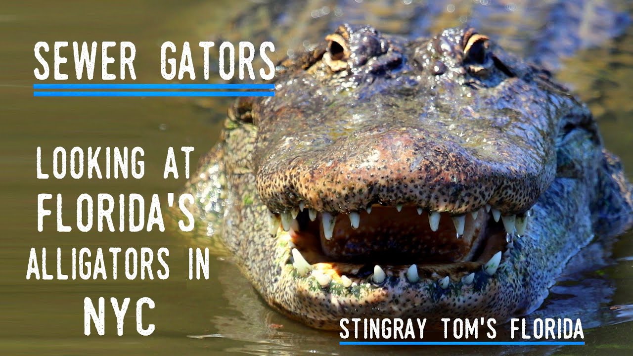 Sewer Gators – Looking at Florida's Alligators in New York City: A Take ...