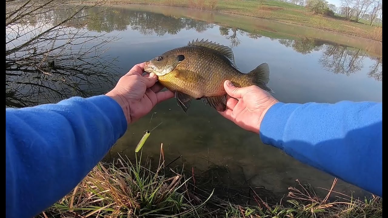 2020-04-25 Largemouth Bass and HUGE Bluegill on the Local Pond - YouTube