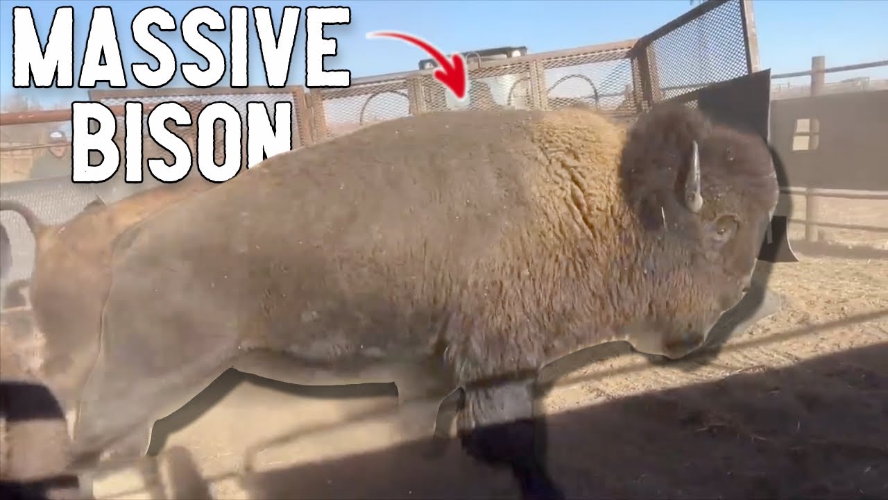 Some Of The BEST Animals I've Ever Seen... - YouTube