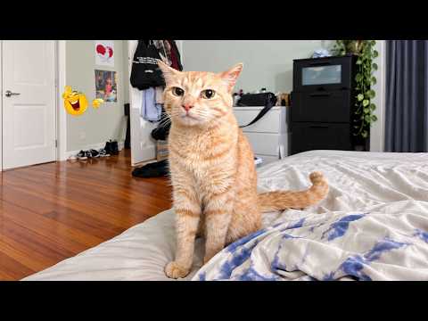 FUNNIEST CAT FAILS CAUGHT ON CAMERA 🤣😹– Try Not To Laugh | Best Cat Videos 🐈
