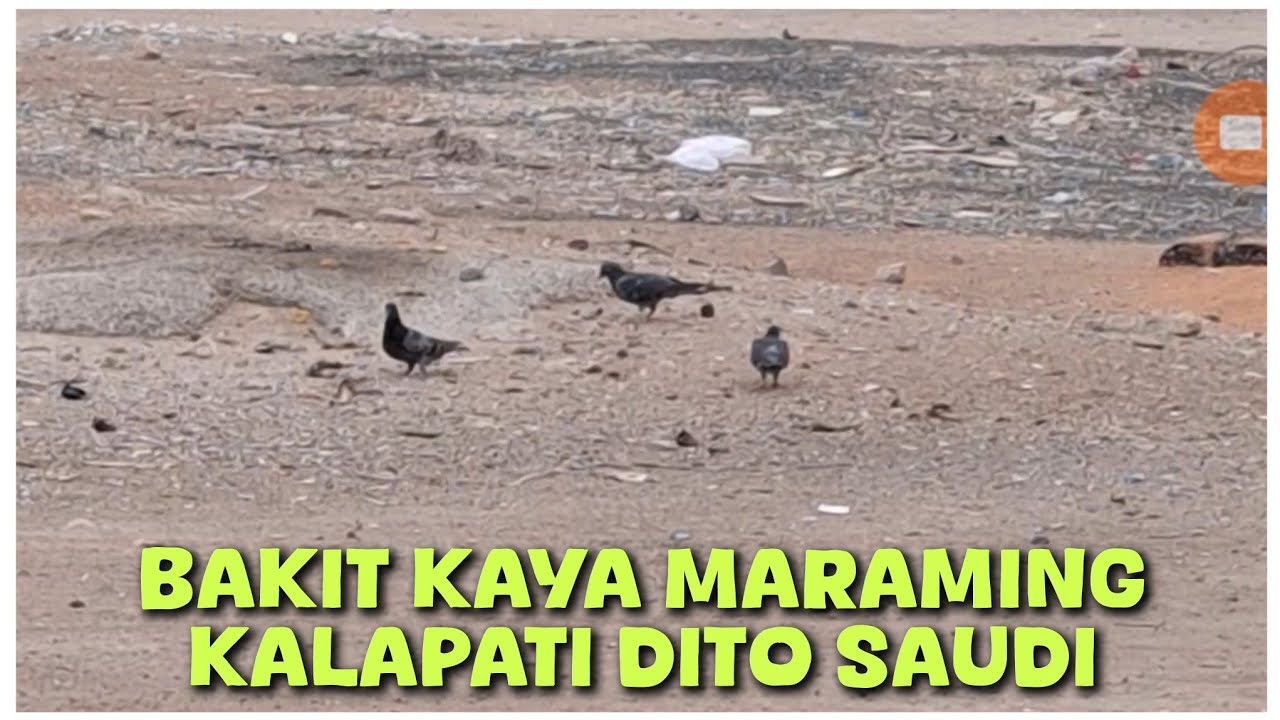 sobrang dami ng kalapati #kalapati #viral #trinding - YouTube