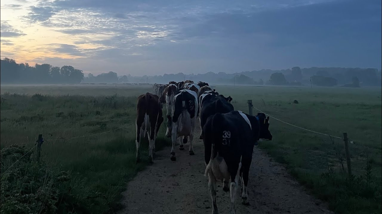 Fen Farm Dairy - Episode 12 - Looking back, at a year on a British ...